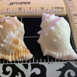 2D Seashell Silicone Mold-sea-ocean-beach -resin-crafts-clay-jewelry ...