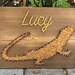 Made to Order Bearded Dragon String Art Lizard Art - Etsy