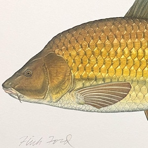 Common Carp Color Proof by Flick Ford, Asia, Europe, Carp, Natural ...