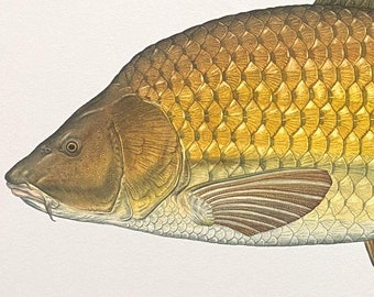carp colouring pictures
