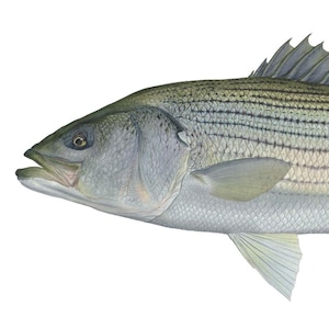 Striped Bass Poster, Extra-large Format Horizontal Poster of a ...