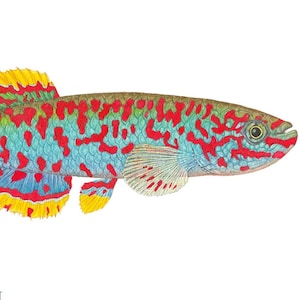 Steel-blue Killifish Open Edition Print by Flick Ford, Wild Killi ...