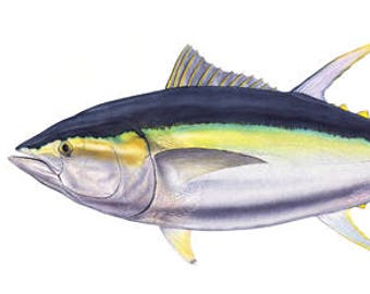 Yellowfin Tuna Fish Print - Etsy
