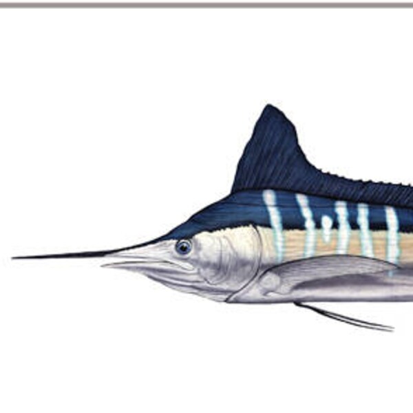 White Marlin Art - Etsy