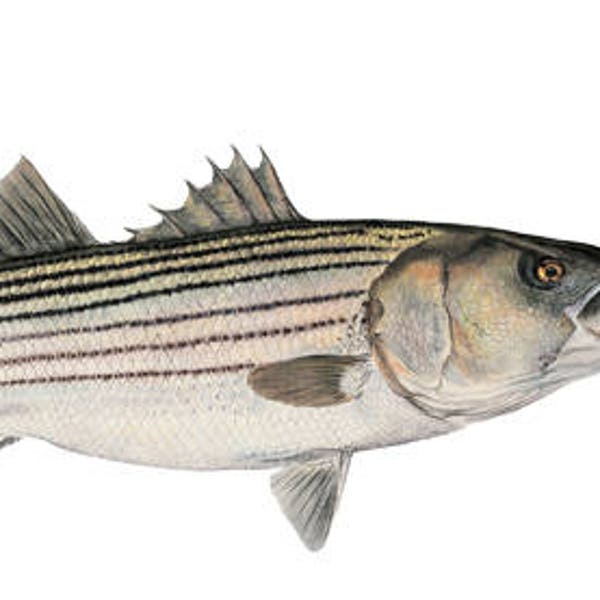 Yellowfin Tuna Open Edition Print by Flick Ford, Large Tuna, Saltwater ...