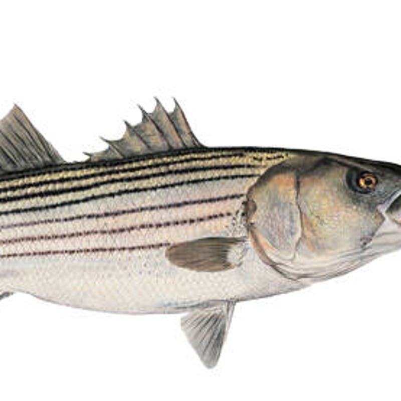 FlickFordFishPrints - Etsy