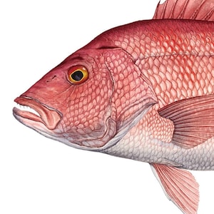 Red Snapper Open Edition Print by Flick Ford, Saltwater Food Fish ...