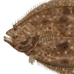 Fluke Open Edition Print by Flick Ford, Saltwater Food Fish, Natural ...