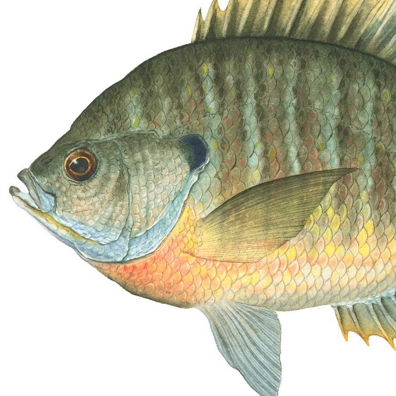 Sunfish Painting - Etsy