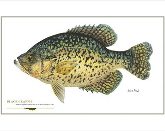 Exquisite Fish Prints Wildlife Prints and by FlickFordFishPrints