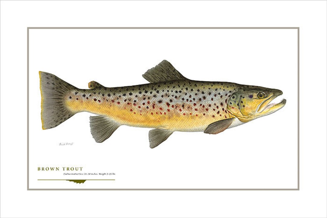 Brown Trout Open Edition Print by Flick Ford, European Native Trout ...