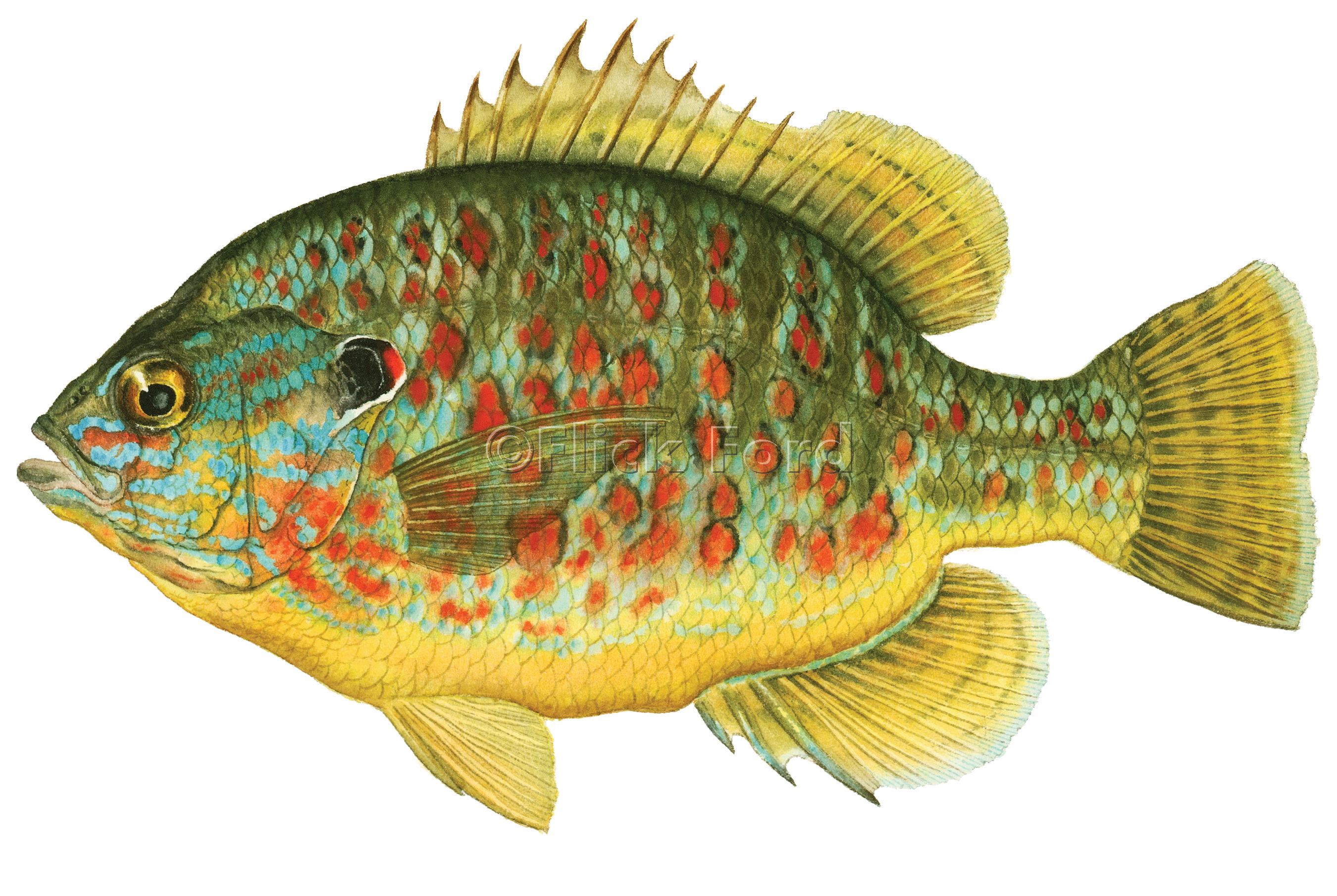Pumpkinseed Sunfish Open Edition Print by Flick Ford, Sunfish, Panfish ...