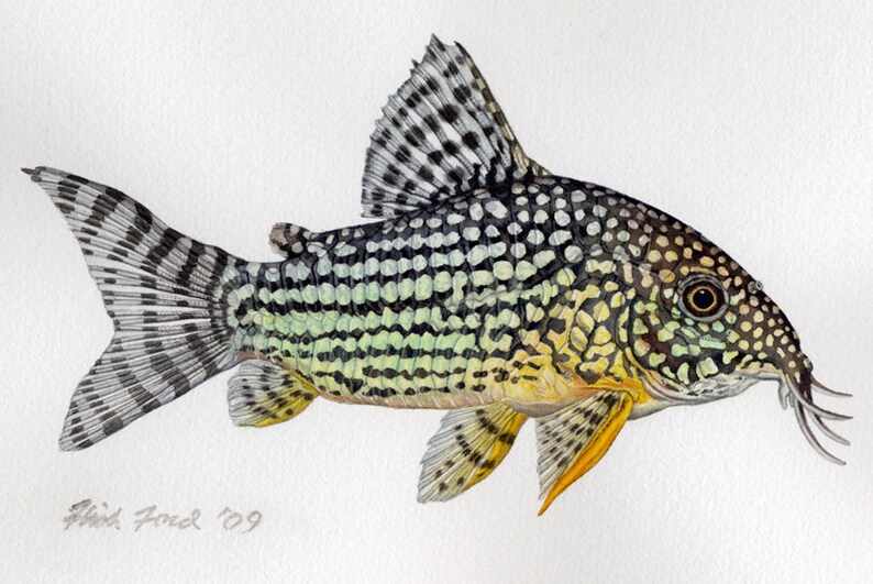 Wild Sterba's Cory, Corydoras Sterbai Painting by Flick Ford, Wild ...
