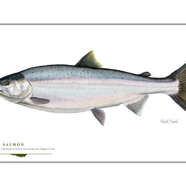 Coho Salmon Art - Etsy