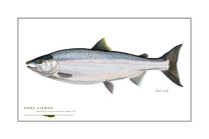 Coho Salmon Open Edition Print by Flick Ford, Western Native Salmon ...