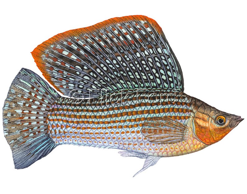 Sailfin Molly Open Edition Print by Flick Ford, Wild Molly, the ...