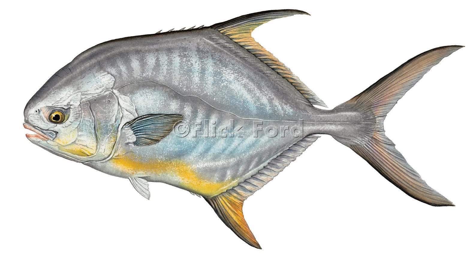 Permit Open Edition Print by Flick Ford, Flats Gamefish, Gulf Coast ...