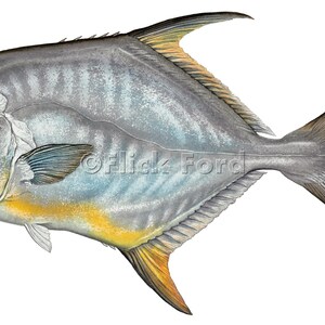 Permit Open Edition Print by Flick Ford, Flats Gamefish, Gulf Coast ...