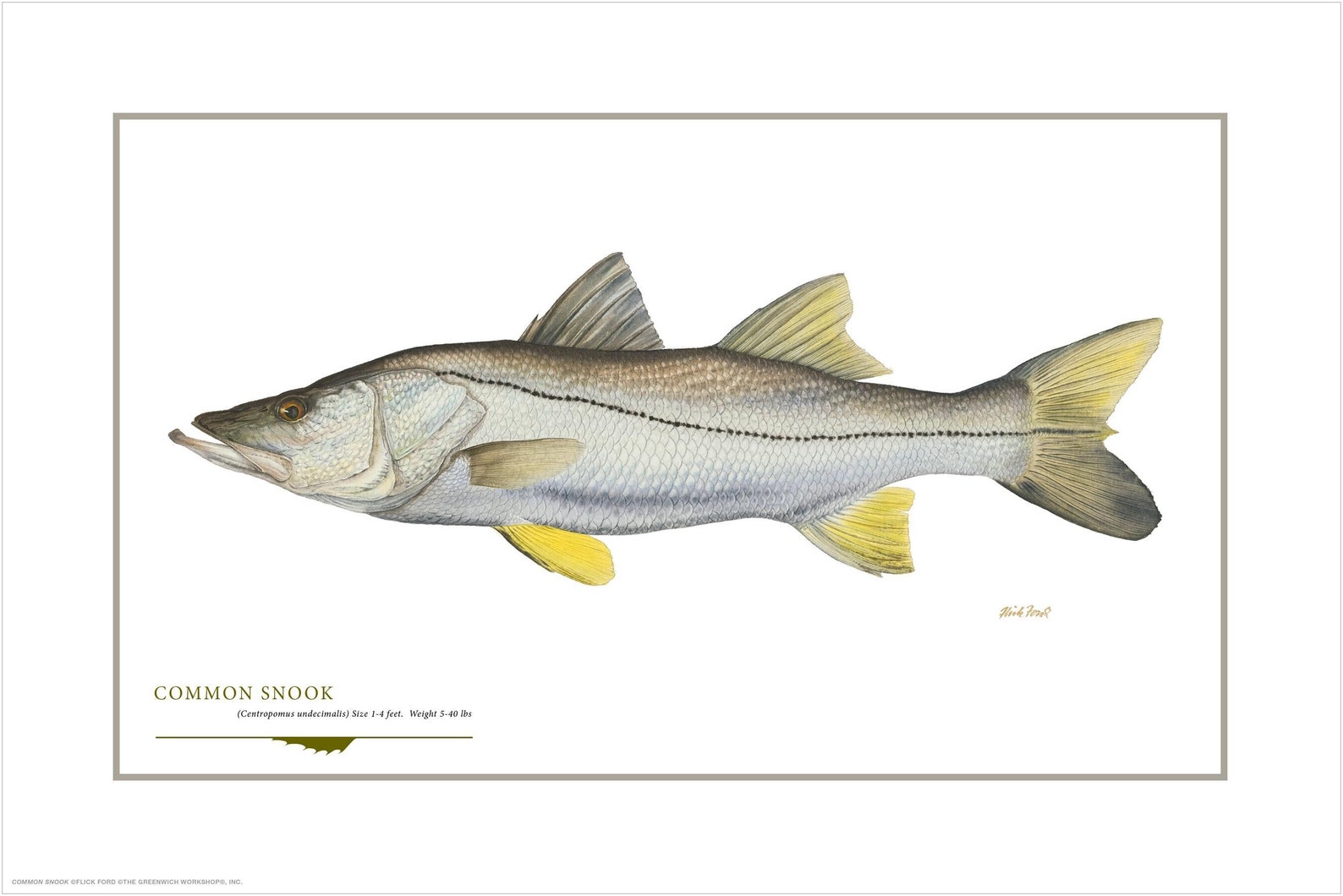 Common Snook Open Edition Print by Flick Ford, Southern Gamefish, Gulf ...