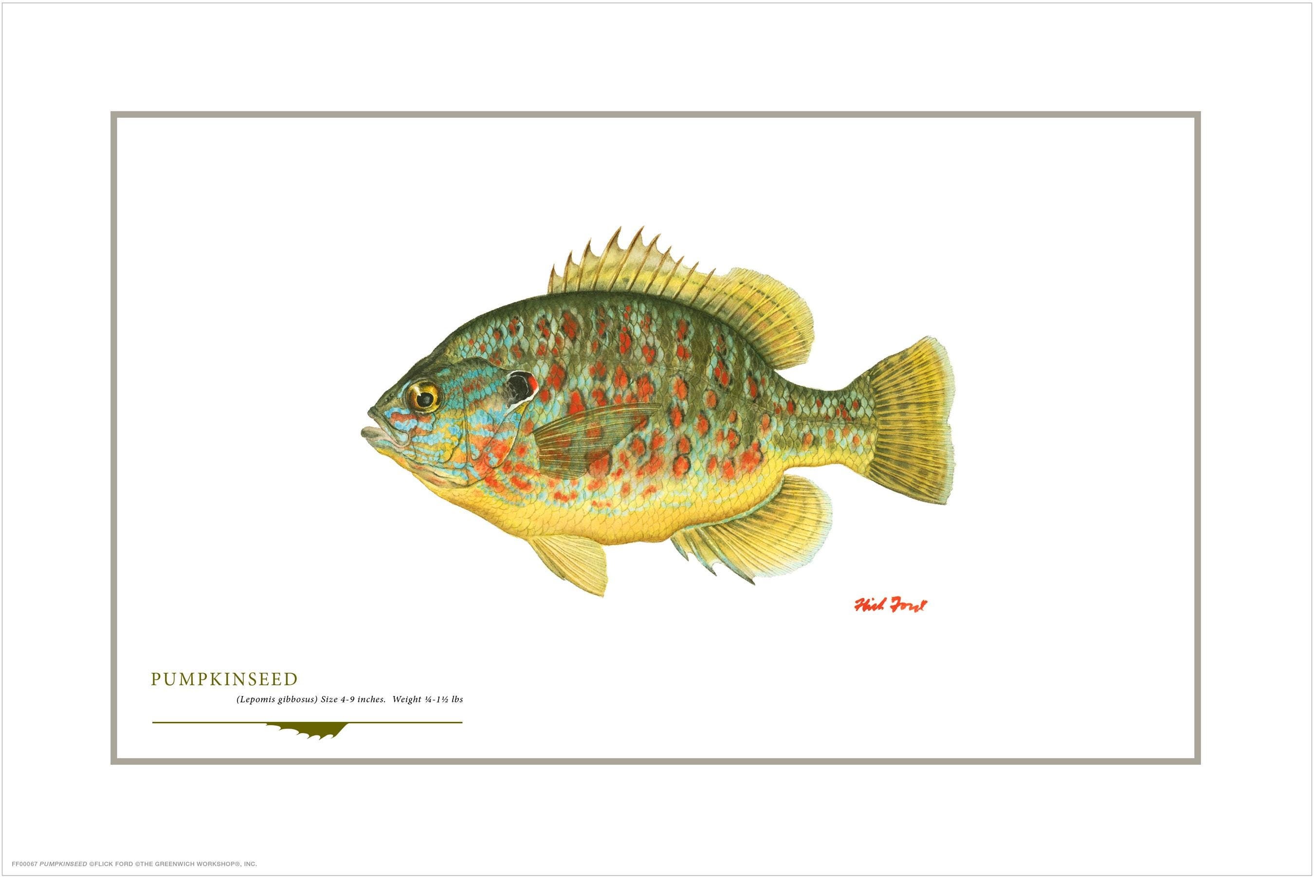 Pumpkinseed Sunfish Open Edition Print by Flick Ford, Sunfish, Panfish ...