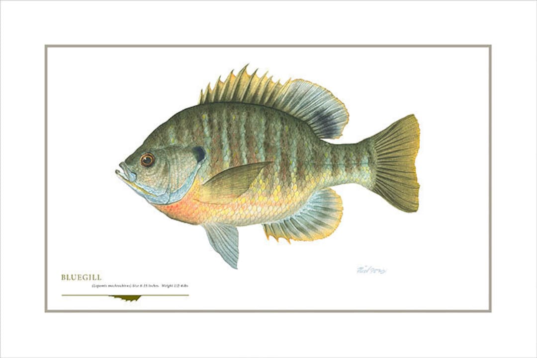 Bluegill Open Edition Print by Flick Ford, Sunfish, Panfish, Natural ...