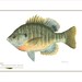 Bluegill Open Edition Print by Flick Ford, Sunfish, Panfish, Natural ...
