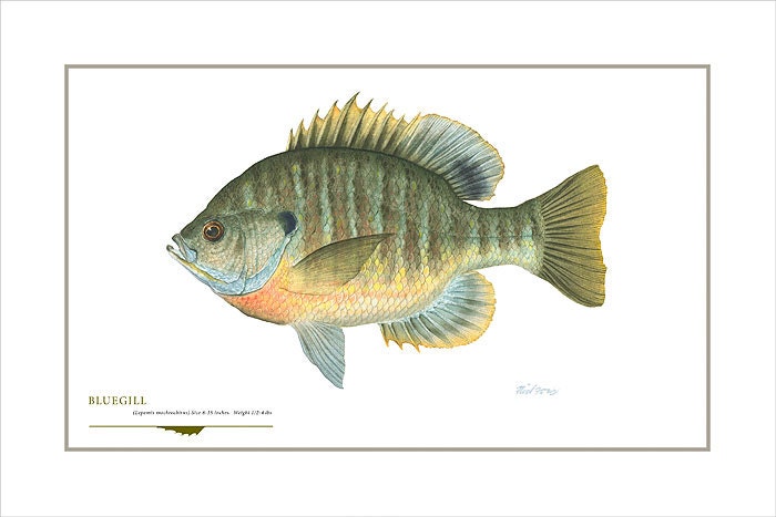 Bluegill Open Edition Print by Flick Ford, Sunfish, Panfish, Natural ...