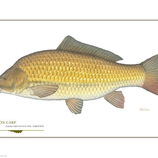 Carp - Etsy