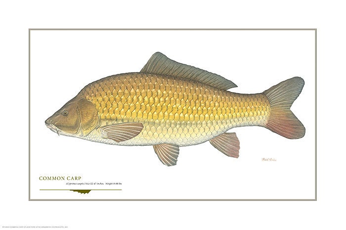 Common Carp Open Edition Print by Flick Ford, Warm Water Gamefish, Carp ...