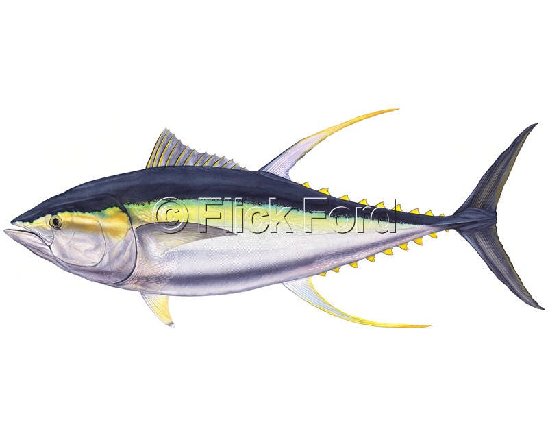 Yellowfin Tuna Open Edition Print by Flick Ford, Large Tuna, Saltwater ...