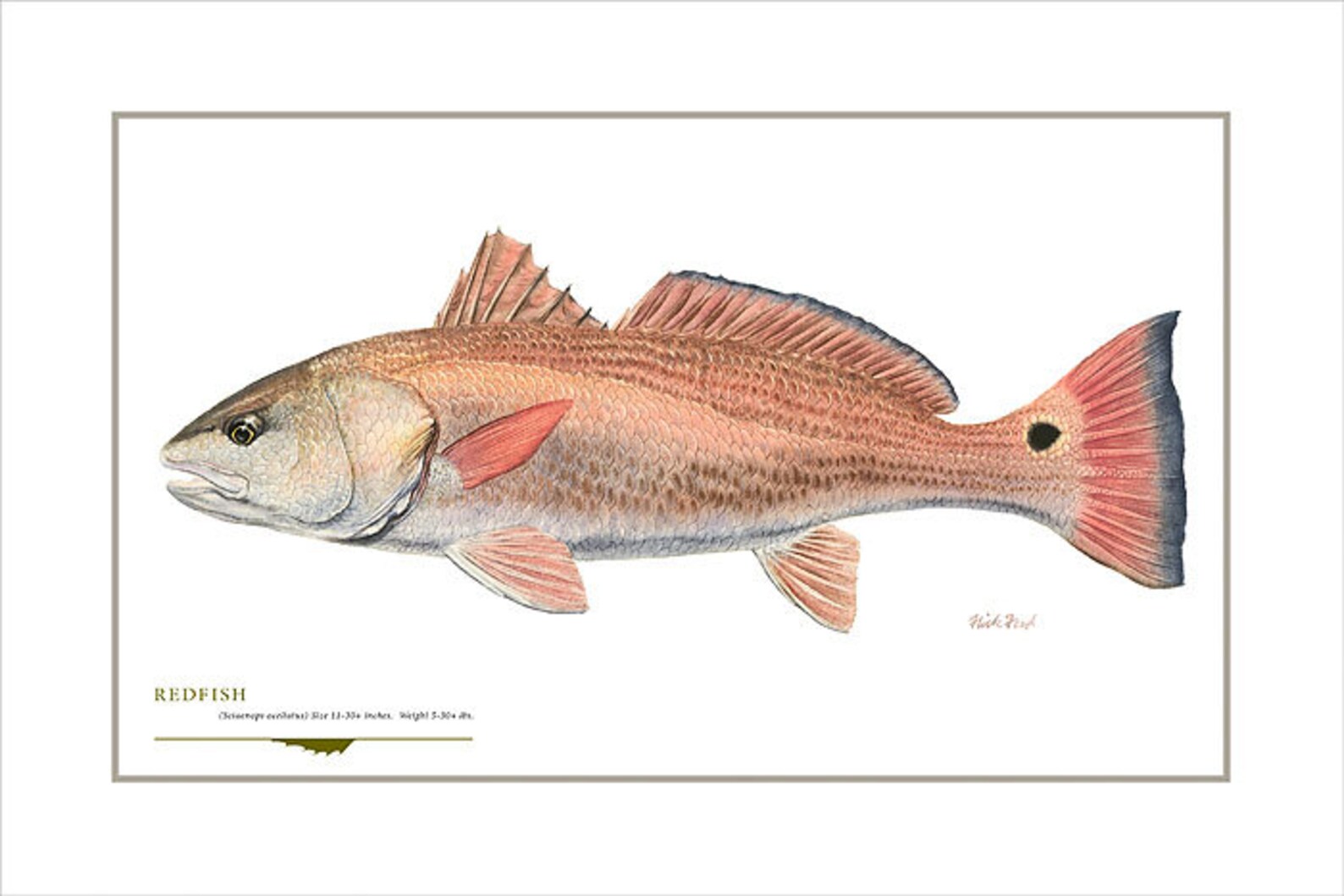 Redfish Open Edition Print by Flick Ford, Southern Gamefish, Gulf Coast ...