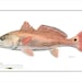 Redfish Open Edition Print by Flick Ford, Southern Gamefish, Gulf Coast ...