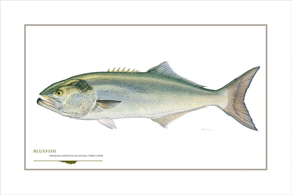 Bluefish Open Edition Print by Flick Ford, Eastern Saltwater Gamefish ...