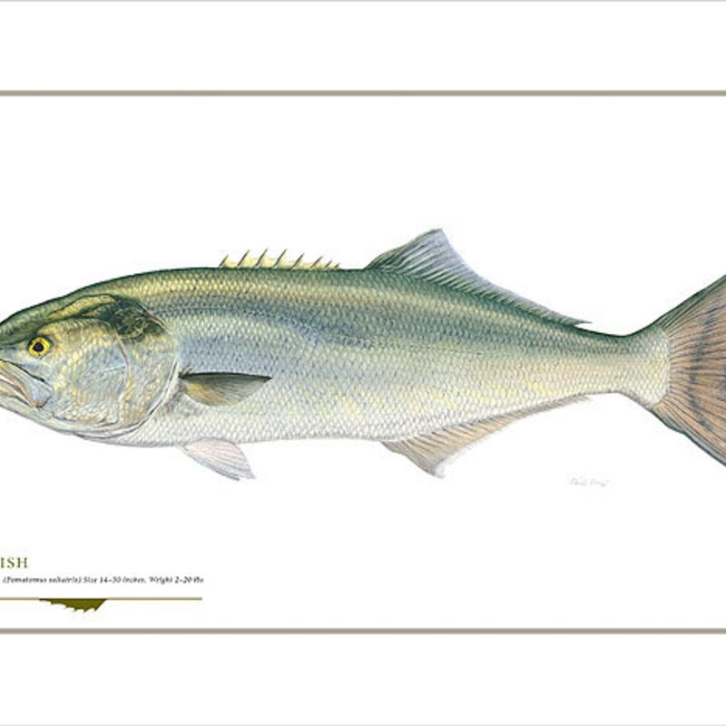 FlickFordFishPrints - Etsy