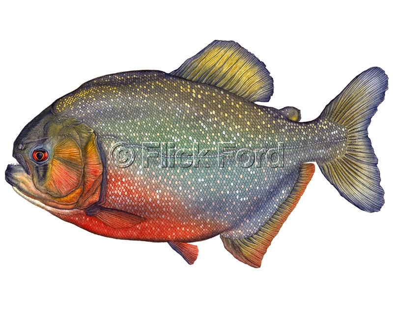 Red-bellied Piranha Open Edition Print by Flick Ford, South American ...