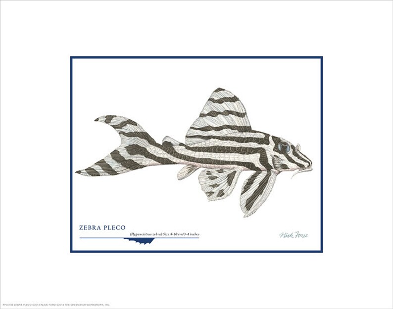 Zebra Pleco Open Edition Print by Flick Ford, Wild Pleco, Amazon ...