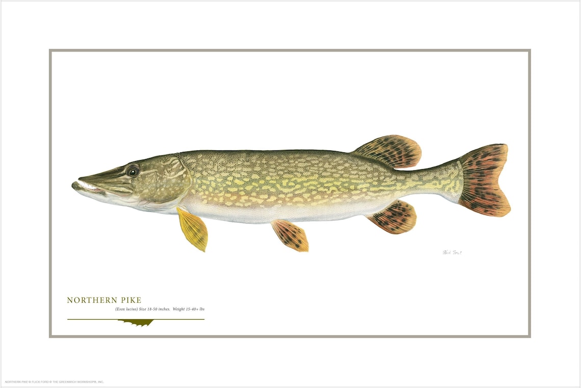Northern Pike Open Edition Print by Flick Ford, Natural History Art ...
