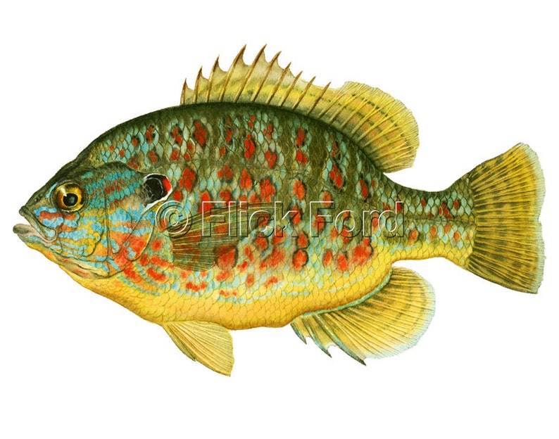 Pumpkinseed Sunfish Open Edition Print by Flick Ford, Sunfish, Panfish ...