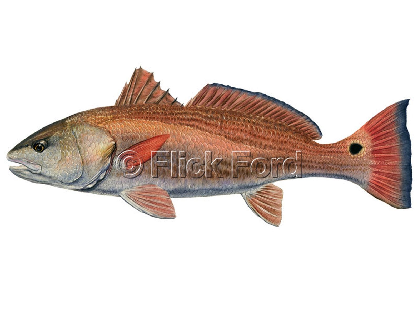 Redfish Open Edition Print by Flick Ford, Southern Gamefish, Gulf Coast ...