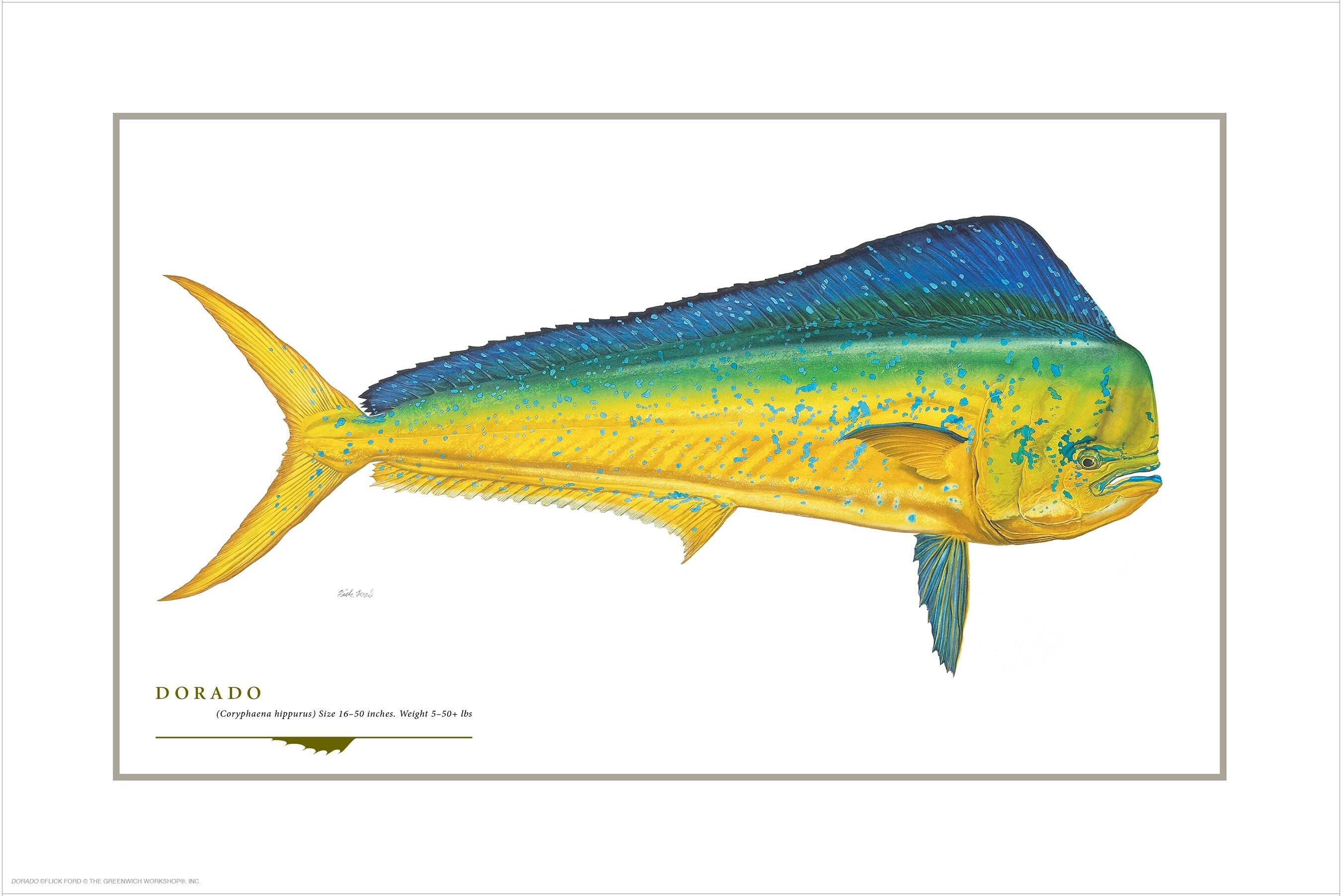 Dorado Open Edition Print by Flick Ford, Southern Gamefish, Saltwater ...