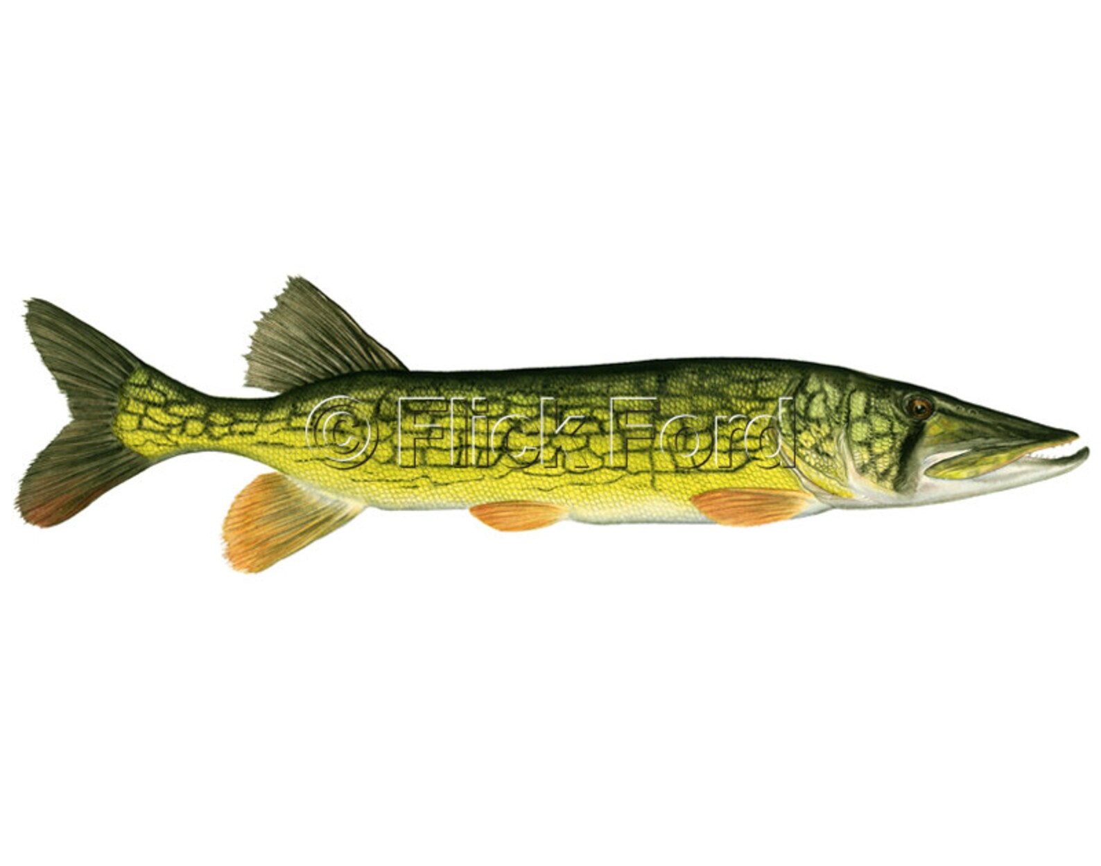 Chain Pickerel Open Edition Print by Flick Ford, Natural History Art ...