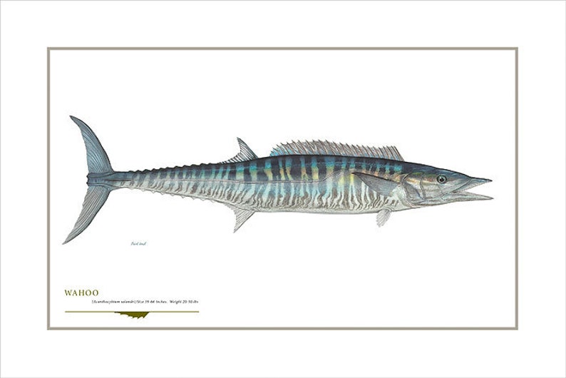 Wahoo Open Edition Print by Flick Ford, Southern Gamefish, Saltwater ...
