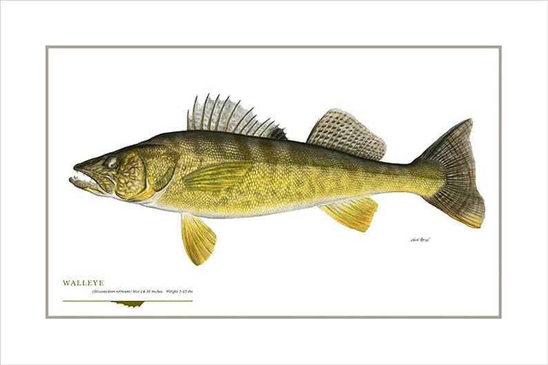 Walleye Open Edition Print by Flick Ford, Natural History Art, Fish Art ...