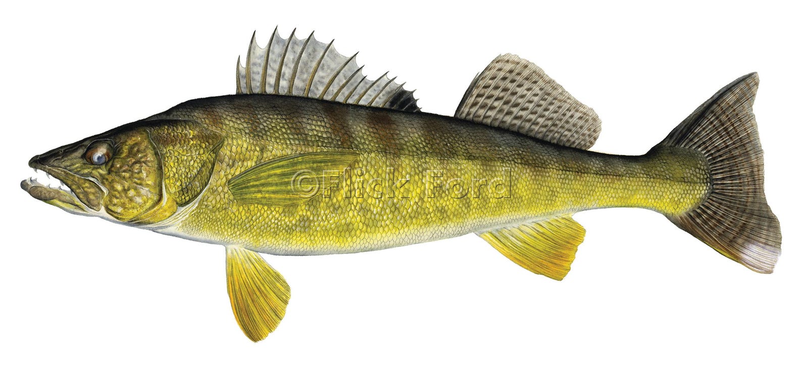Walleye Open Edition Print by Flick Ford, Natural History Art, Fish Art ...
