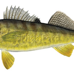 Walleye Open Edition Print by Flick Ford, Natural History Art, Fish Art ...
