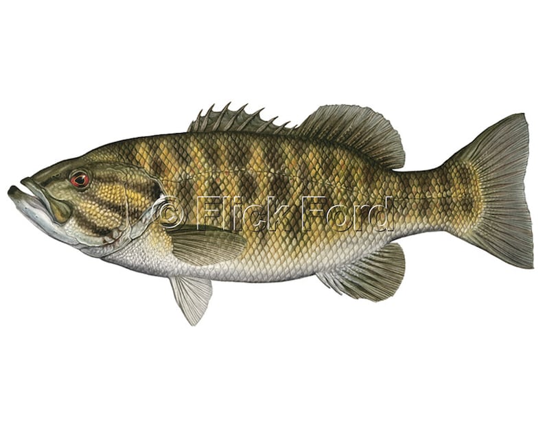 Smallmouth Bass Open Edition Print by Flick Ford, Warm Water Gamefish ...