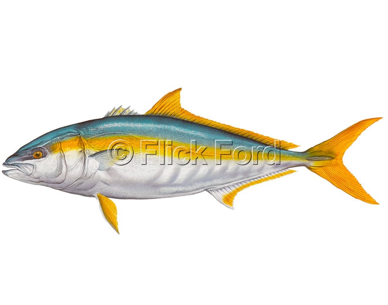 California Yellowtail Open Edition Print by Flick Ford, Western ...