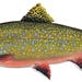 Brook Trout Open Edition Print by Flick Ford, Eastern Native Trout ...