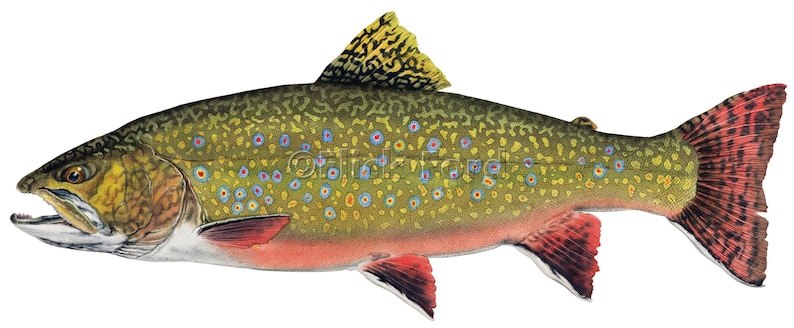 Brook Trout Open Edition Print by Flick Ford, Eastern Native Trout ...