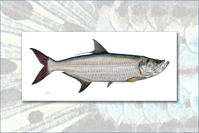 Tarpon Masterworks Limited Edition Print on Canvas by Flick Ford ...